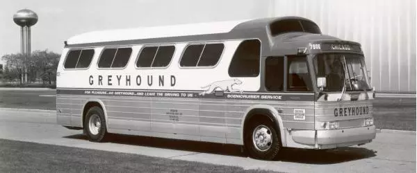 Greyhound Louy